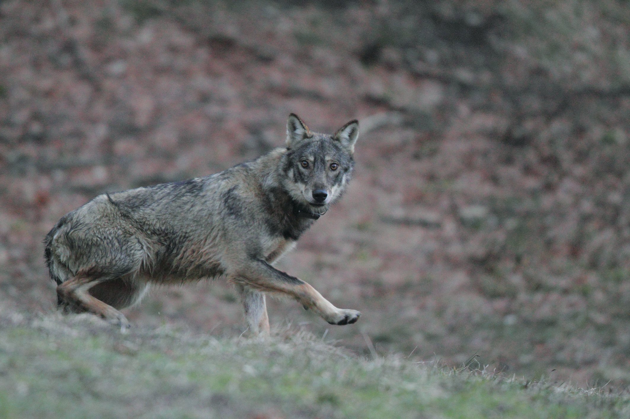 La Convenzione di Berna indebolisce la protezione del lupo | Lipu ODV